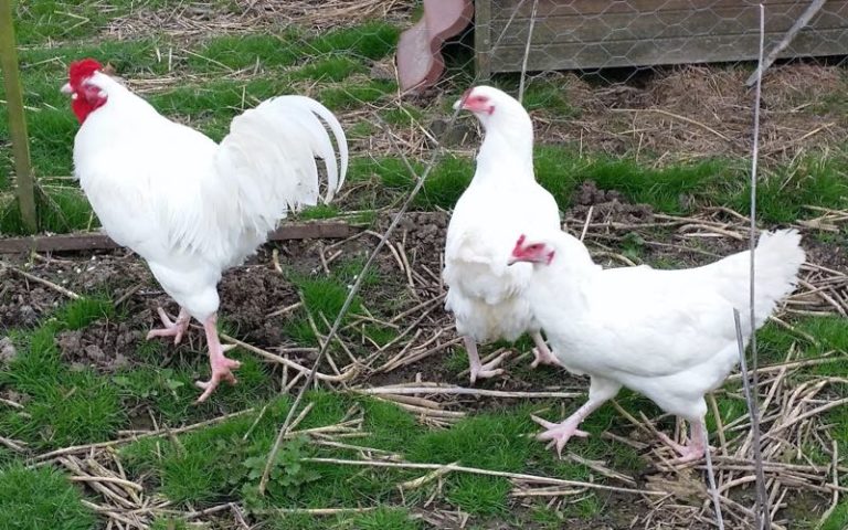 25 Chicken Breeds with Traits, Characteristics, and Egg Production