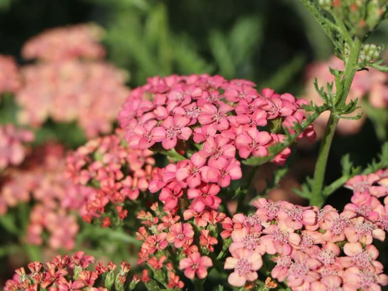 Yarrow Easy Guide: 13 Yarrow Flower Types & How to Grow Them