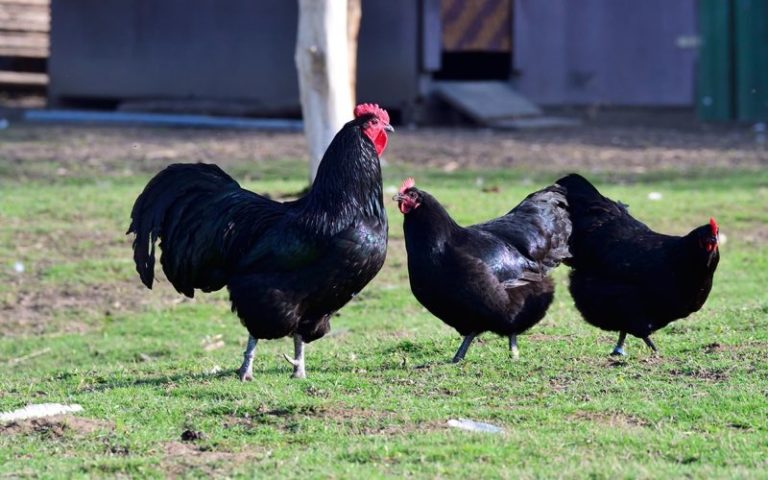 25 Chicken Breeds with Traits, Characteristics, and Egg Production