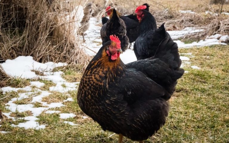 25 Chicken Breeds with Traits, Characteristics, and Egg Production