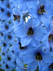 Delphinium 101: Easy Guide to Growing Lovely Delphiniums