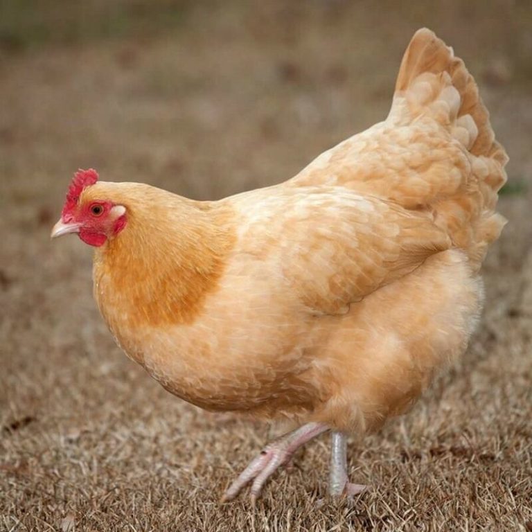 The Definitive Chicken Coop Guide for Growing Happy Chickens DIY Style