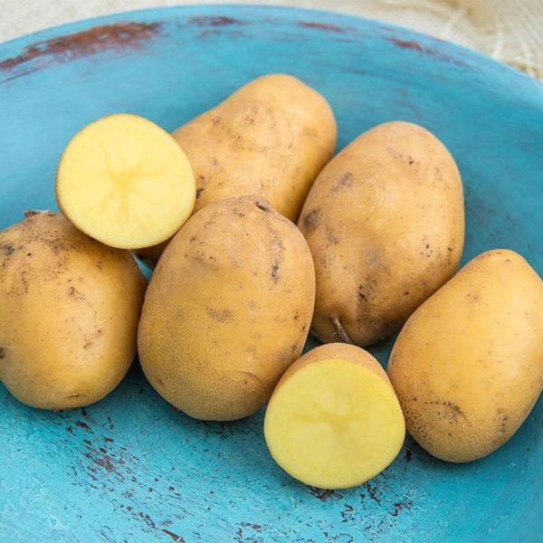 The Potato Plant: The Definite Guide on Growing and Caring Potatoes