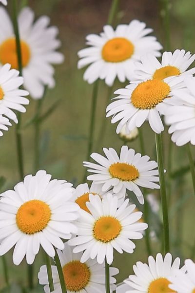 Dianthus: How to Grow and Care Dazzling Dianthus Flowers