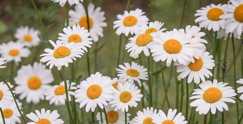 Flowers: Definitive Growing and Caring Tips - Planted Well