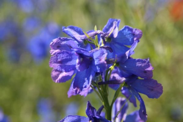 Delphinium 101: Easy Guide to Growing Lovely Delphiniums