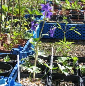 Delphinium 101: Easy Guide to Growing Lovely Delphiniums