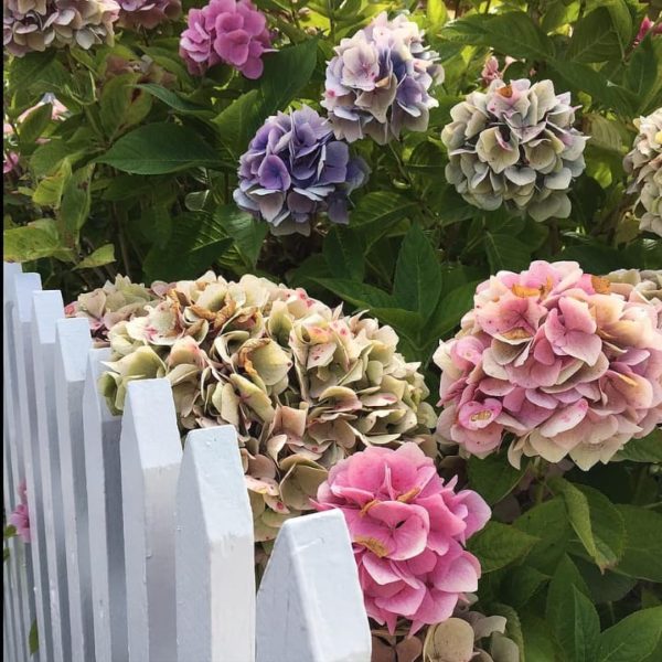 Hydrangea Full Guide: How to Grow and Care for Hydrangeas