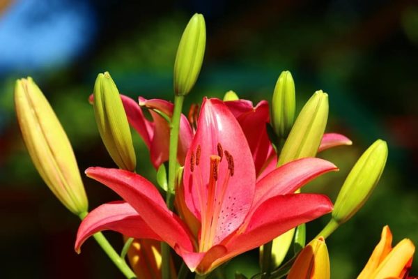 Lily Flower Definitive Guide: How to Grow Gorgeous Lilies