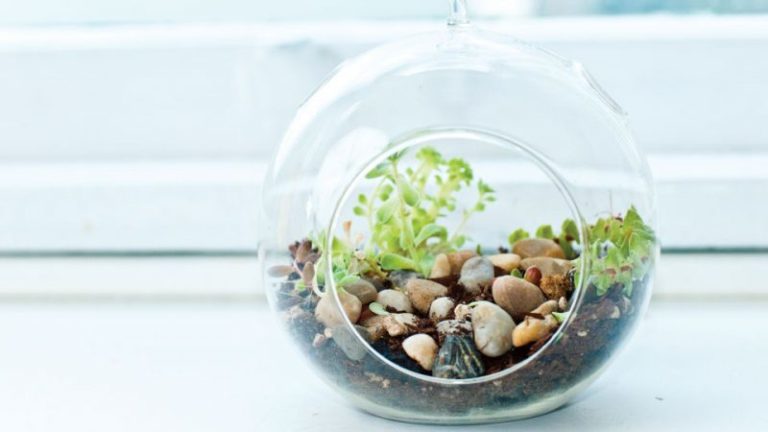 Terrarium: A Complete Guide on Terrarium Plants, Ideas & Building Kits