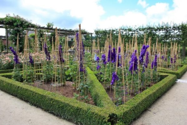 Delphinium 101: Easy Guide to Growing Lovely Delphiniums