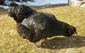 25 Chicken Breeds with Traits, Characteristics, and Egg Production