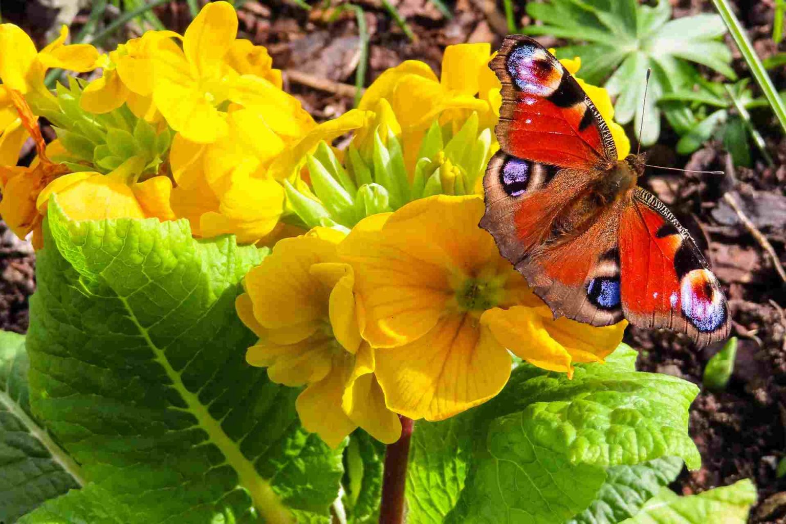 How to Grow Wildflowers in Your Garden - An Easy Guide