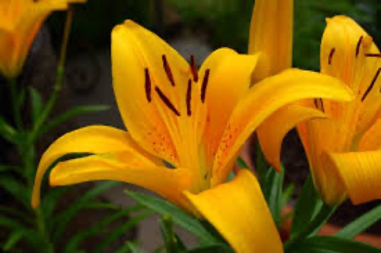 Lily Flower Definitive Guide: How to Grow Gorgeous Lilies