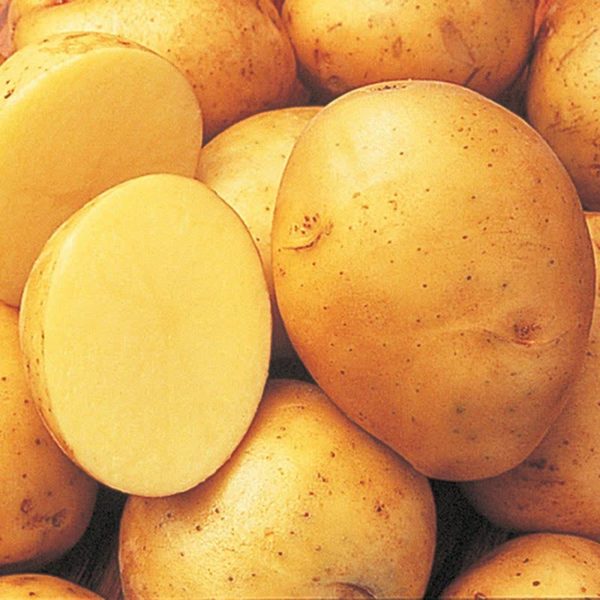 The Potato Plant: The Definite Guide on Growing and Caring Potatoes