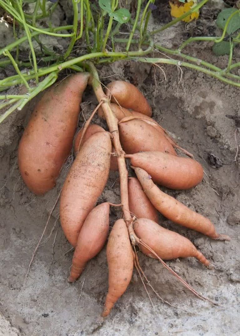 Sweet Potato Plants Guide: How to Grow Awesome Sweet Potatoes
