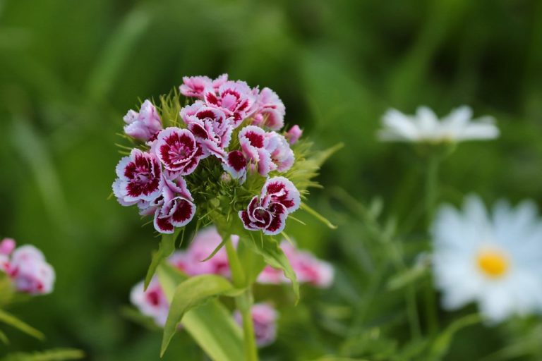 Dianthus: How to Grow and Care Dazzling Dianthus Flowers
