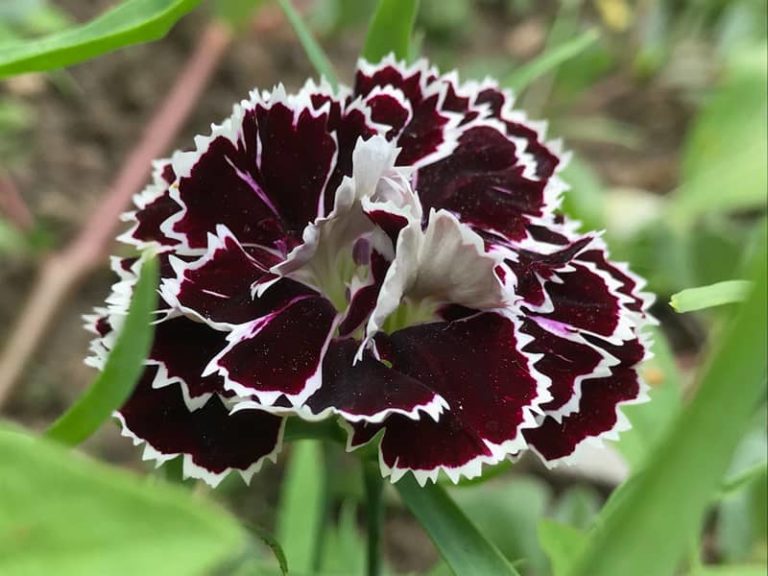 Dianthus: How to Grow and Care Dazzling Dianthus Flowers