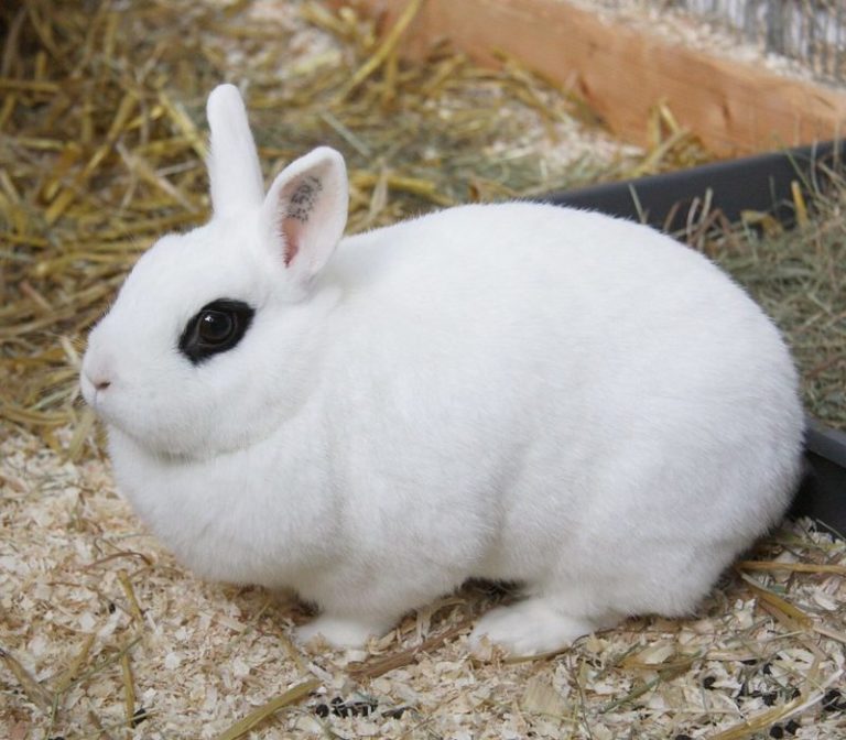 11 Rabbit Breeds that will become your best Pet Companion