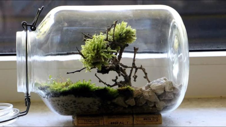 21 Best Terrarium Plants for a Closed and Open Terrarium