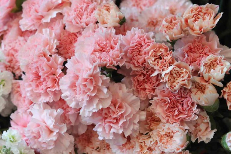 Dianthus: How to Grow and Care Dazzling Dianthus Flowers