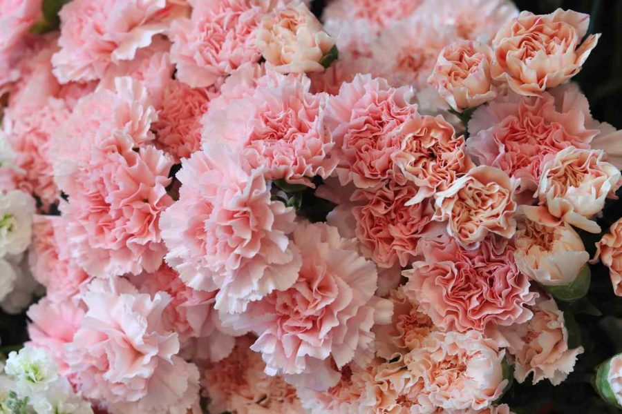 Dianthus: How to Grow and Care Dazzling Dianthus Flowers
