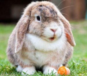 11 Rabbit Breeds that will become your best Pet Companion