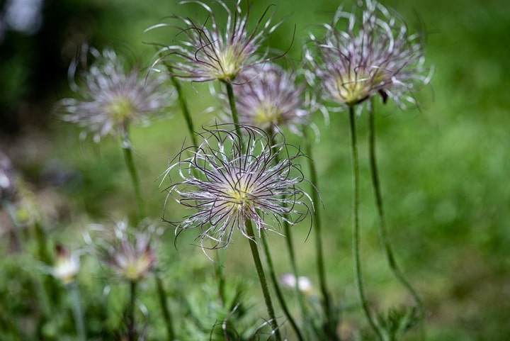 Anemone Flowers Easy Guide: How to Grow Anemones in 2022