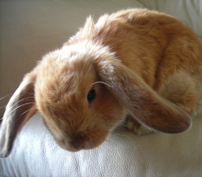 11 Rabbit Breeds that will become your best Pet Companion