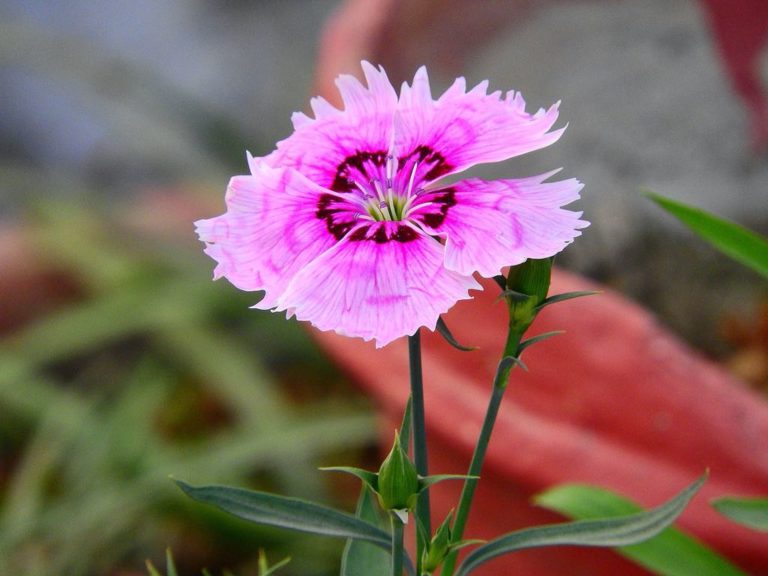 Dianthus: How to Grow and Care Dazzling Dianthus Flowers