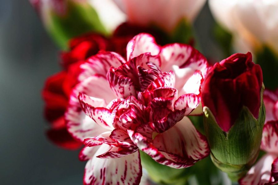 Dianthus: How to Grow and Care Dazzling Dianthus Flowers