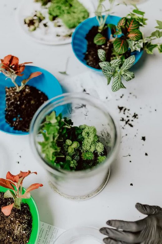 21 Best Terrarium Plants for a Closed and Open Terrarium