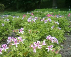 Citronella Plant Easy Guide: How to Grow the Mosquito Plant