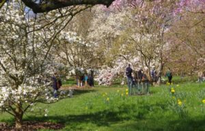 Magnolia Tree Definitive Guide: Types, Planting, and Care