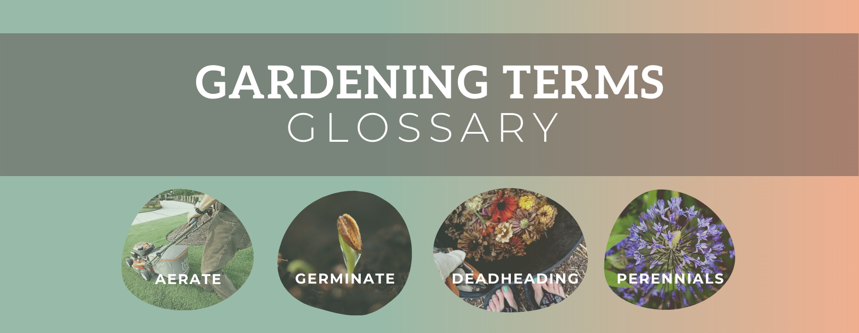 167 Best Gardening Terms to Learn from our Garden Glossary