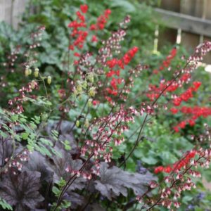 53 Best Shade Plants for Your Garden and Home with Care Tips