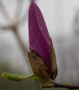 Magnolia Tree Definitive Guide: Types, Planting, and Care