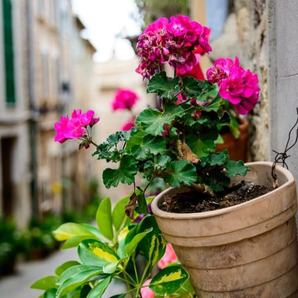 Gorgeous Geranium 101: How to Grow Stunning Geraniums