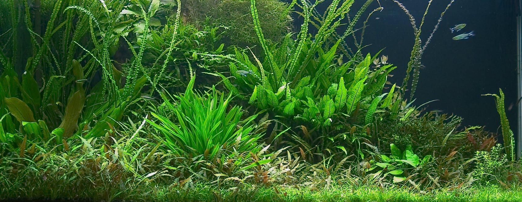 37 Best Aquarium Plants Ideas & How to Grow Aquarium Plants