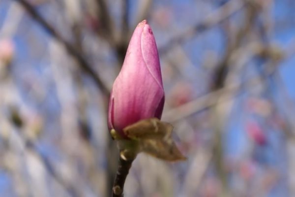 Magnolia Tree Definitive Guide: Types, Planting, and Care