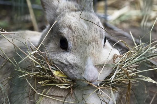 Best Food for Rabbits: 47+ Rabbit Food Ideas & Feeding Guide
