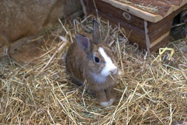 Best Food for Rabbits: 47+ Rabbit Food Ideas & Feeding Guide