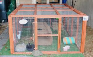 Rabbit Cages: a Harmless Guide for Raising Happy Rabbits
