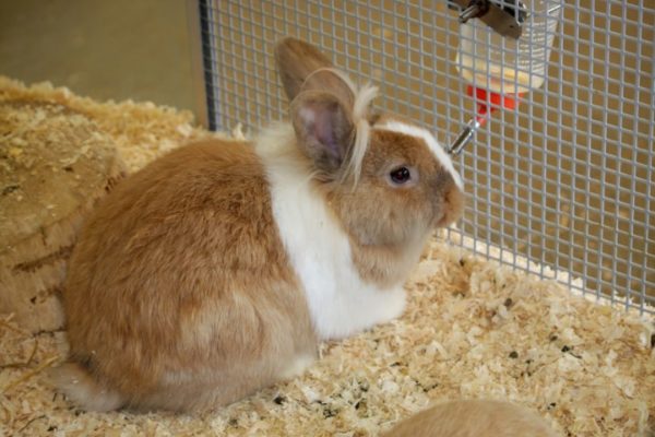 Rabbit Cages: a Harmless Guide for Raising Happy Rabbits