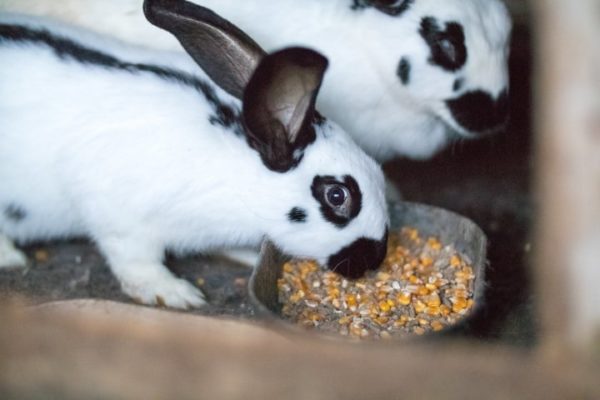 Best Food for Rabbits: 47+ Rabbit Food Ideas & Feeding Guide