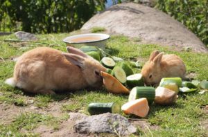 Best Food for Rabbits: 47+ Rabbit Food Ideas & Feeding Guide