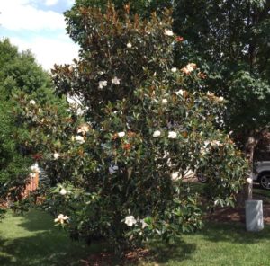 Magnolia Tree Definitive Guide: Types, Planting, and Care