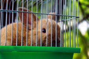 Rabbit Cages: a Harmless Guide for Raising Happy Rabbits
