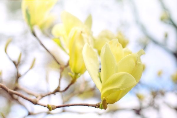 Magnolia Tree Definitive Guide: Types, Planting, and Care