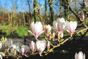 Magnolia Tree Definitive Guide: Types, Planting, and Care